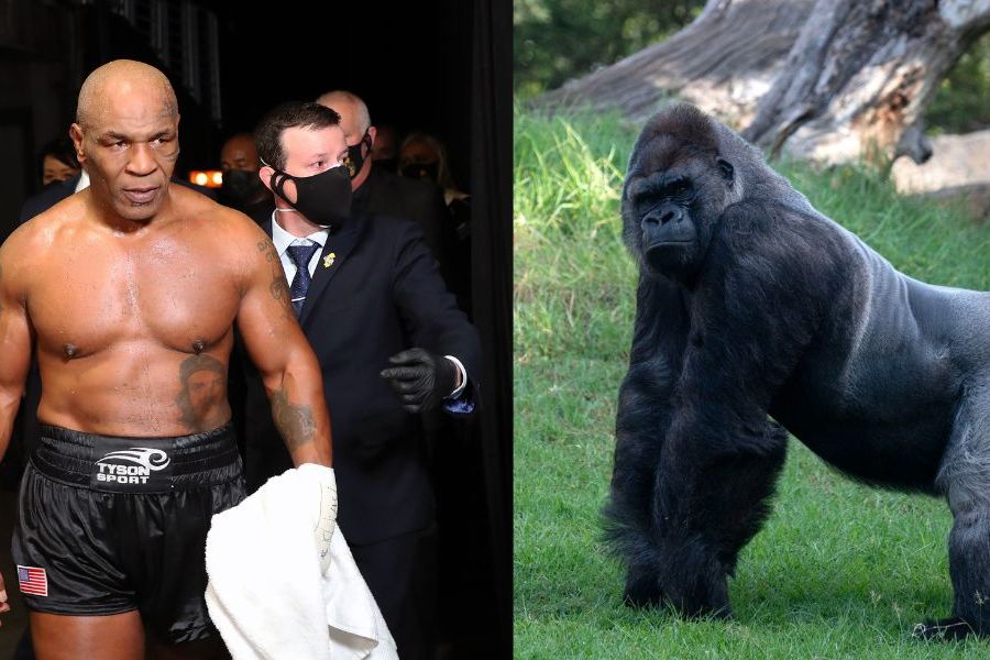 silverback gorilla attacks zookeeper